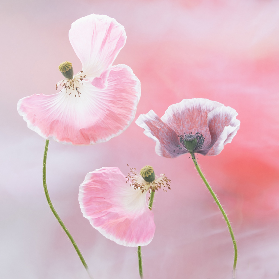 Dinah Jayes – The London Salon of Photography